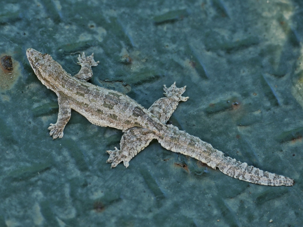 Frilled Gecko from Sepilok, 90000 Sandakan, Sabah, Malaysia on March 8 ...