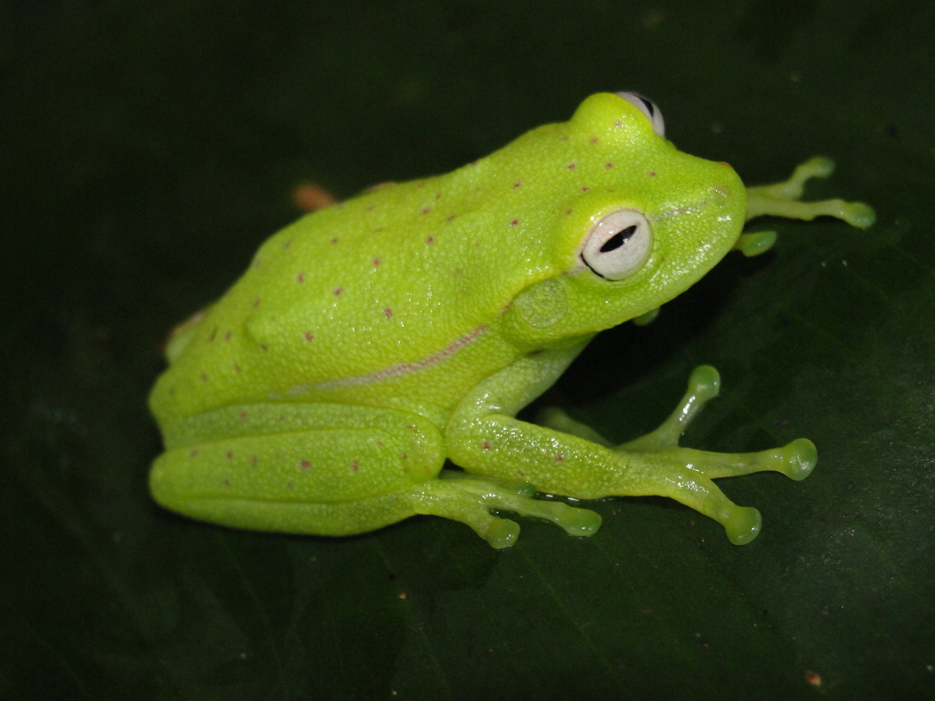 Polka-dot Treefrog (Anfibios de (Amphibians of) San Juan de Arama, Meta, Colombia.) · iNaturalist