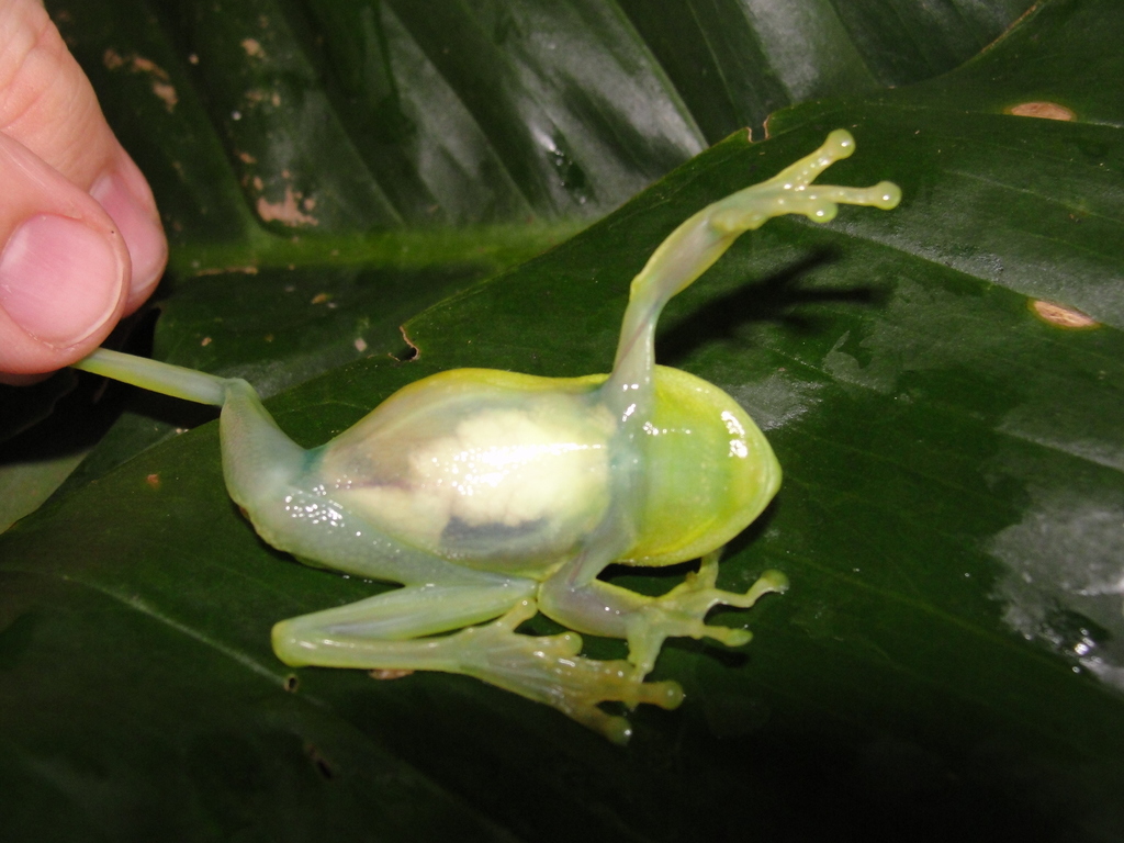 Polka-dot Treefrog (Anfibios de (Amphibians of) San Juan de Arama, Meta ...