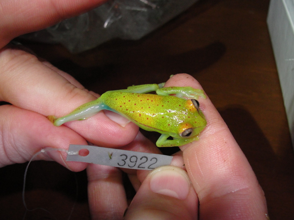 Polka-dot Treefrog (Anfibios de (Amphibians of) San Juan de Arama, Meta, Colombia.) · iNaturalist