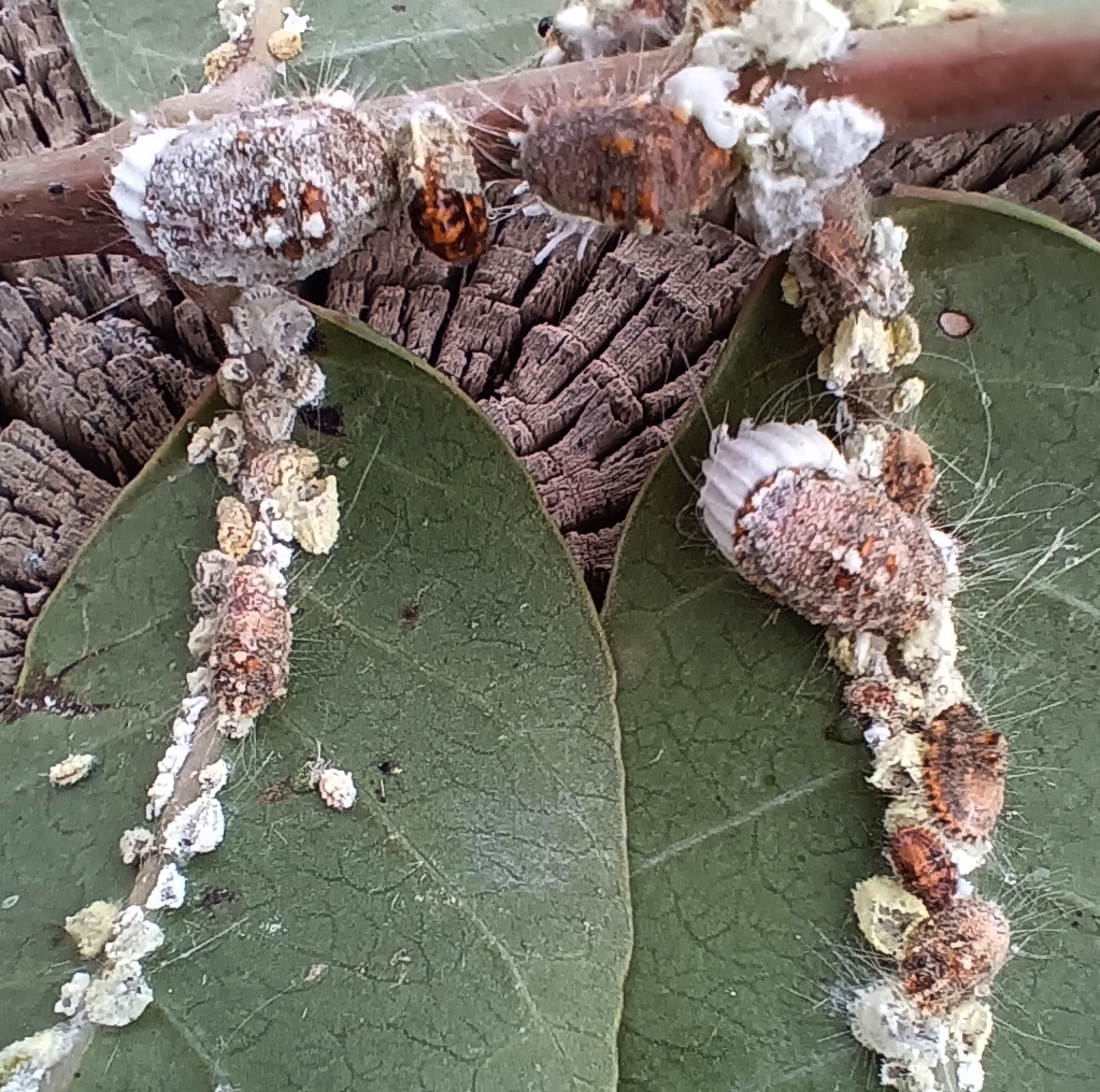 Icerya purchasi Maskell, 1879