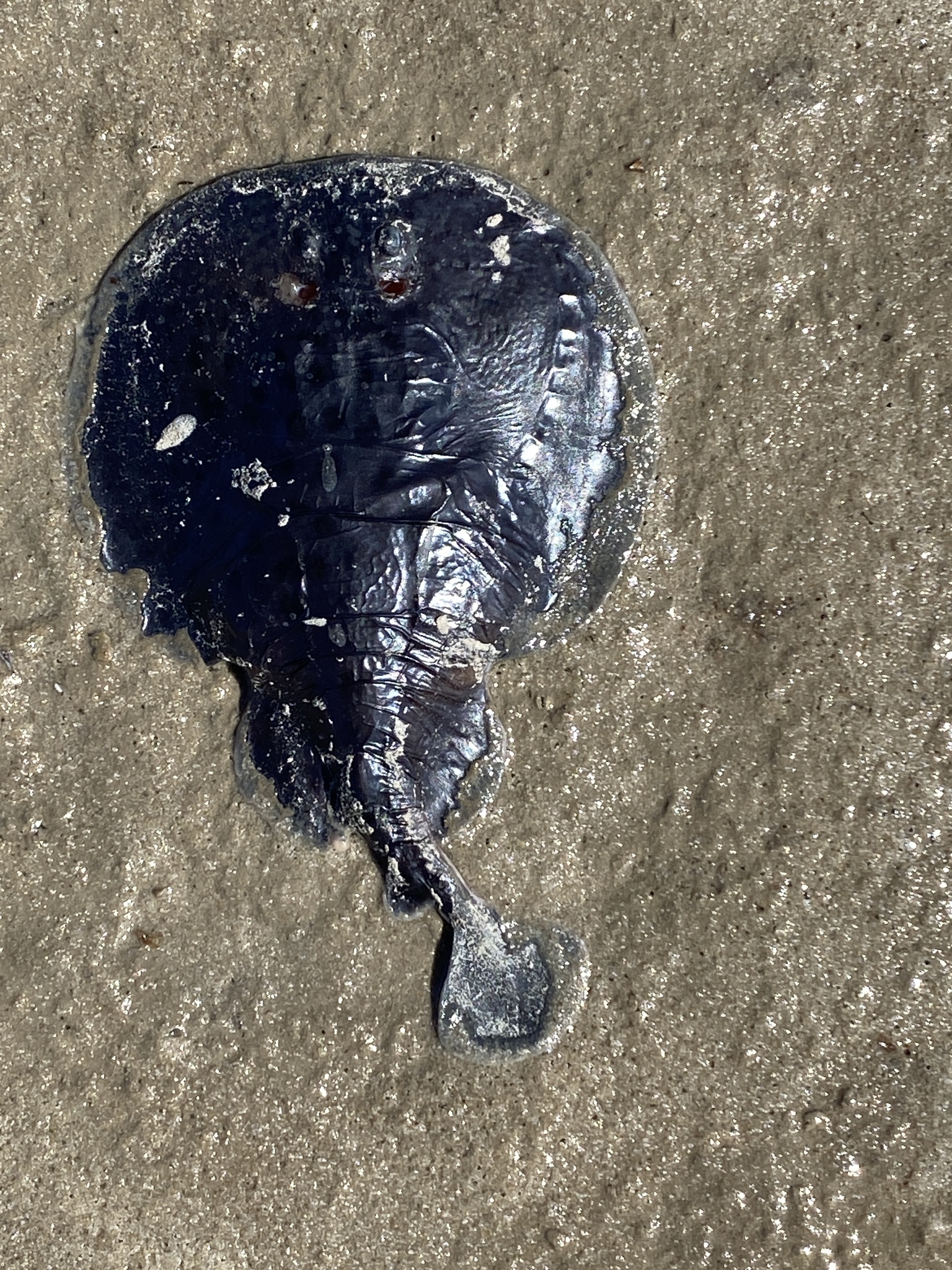 Narke capensis (Gmelin, 1789)