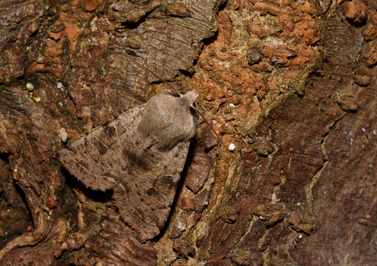 Orthosia incerta Hufnagel, 1766