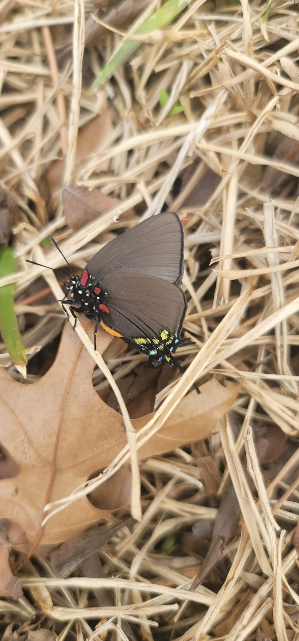 Atlides Hübner, 1819