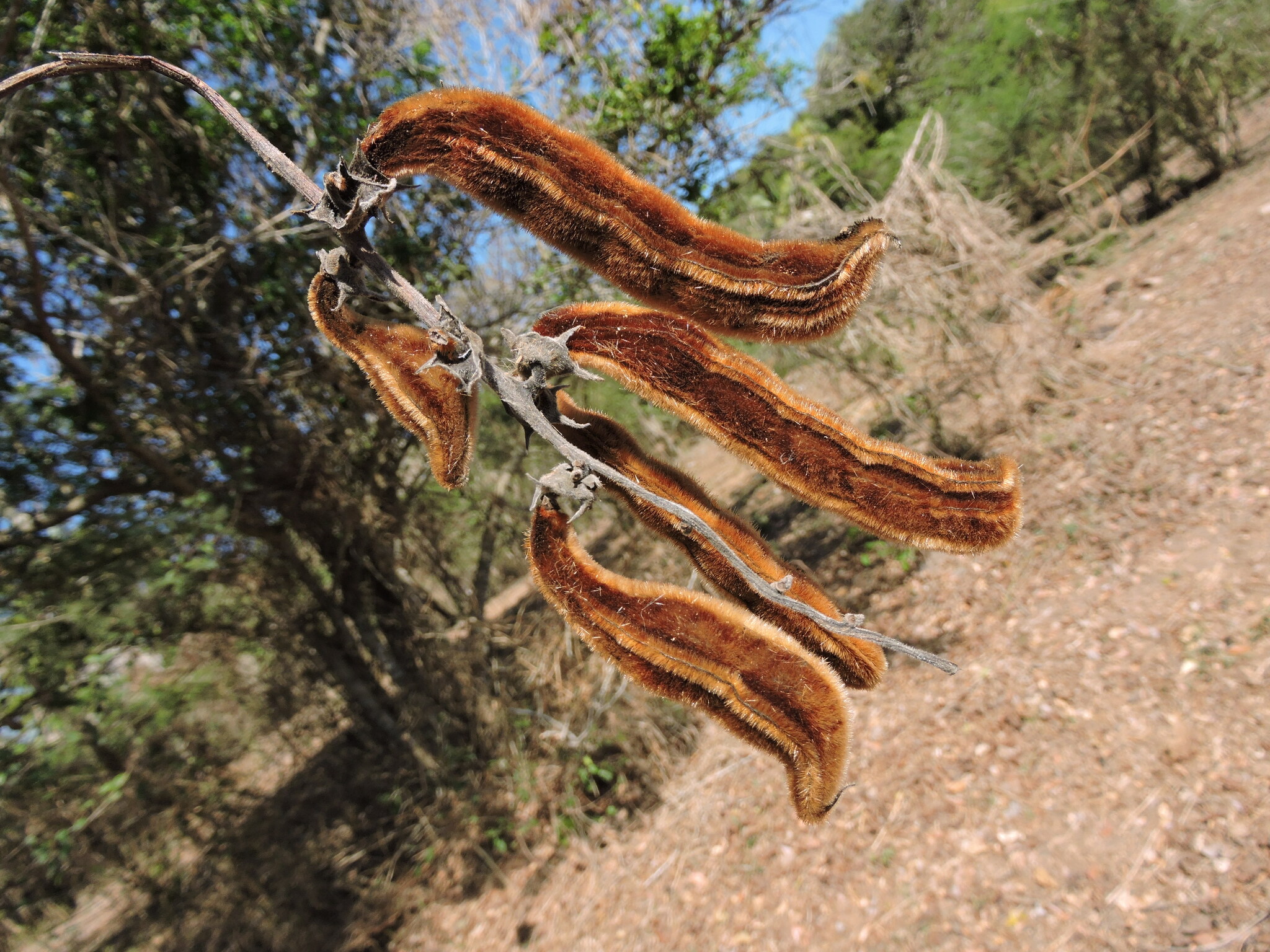 Mucuna pruriens (L.) DC.