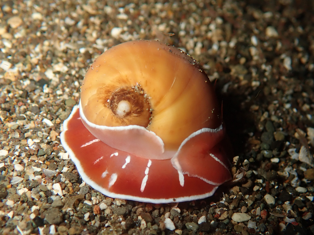 Naticarius orientalis from Anilao, Batangas, Philippines on May 16, 2018 at 06:44 PM by Sylvain ...