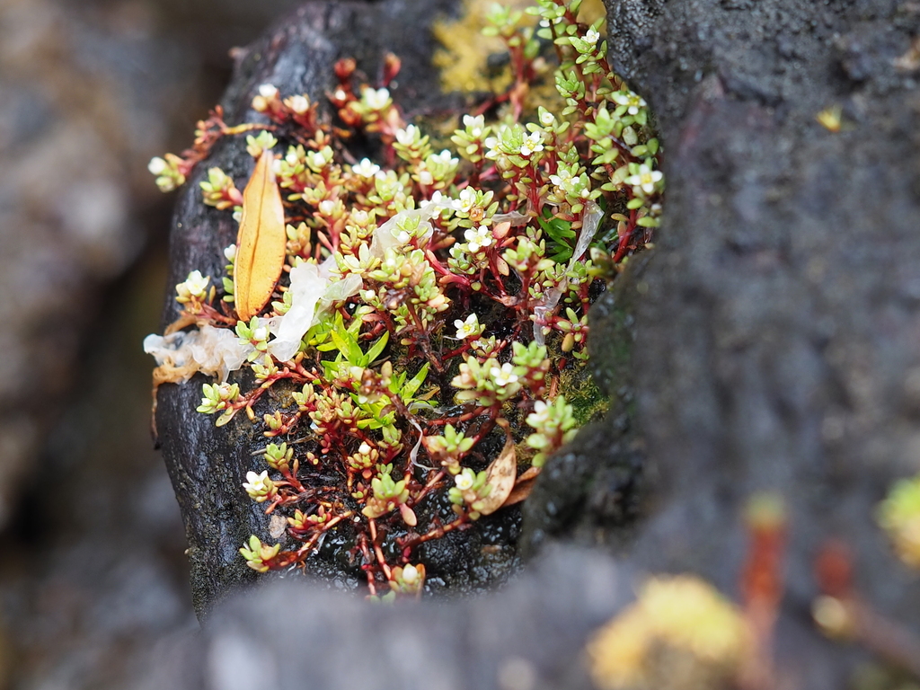 Shore Stonecrop from Auckland islands, Auckland Islands - Motu Maha ...