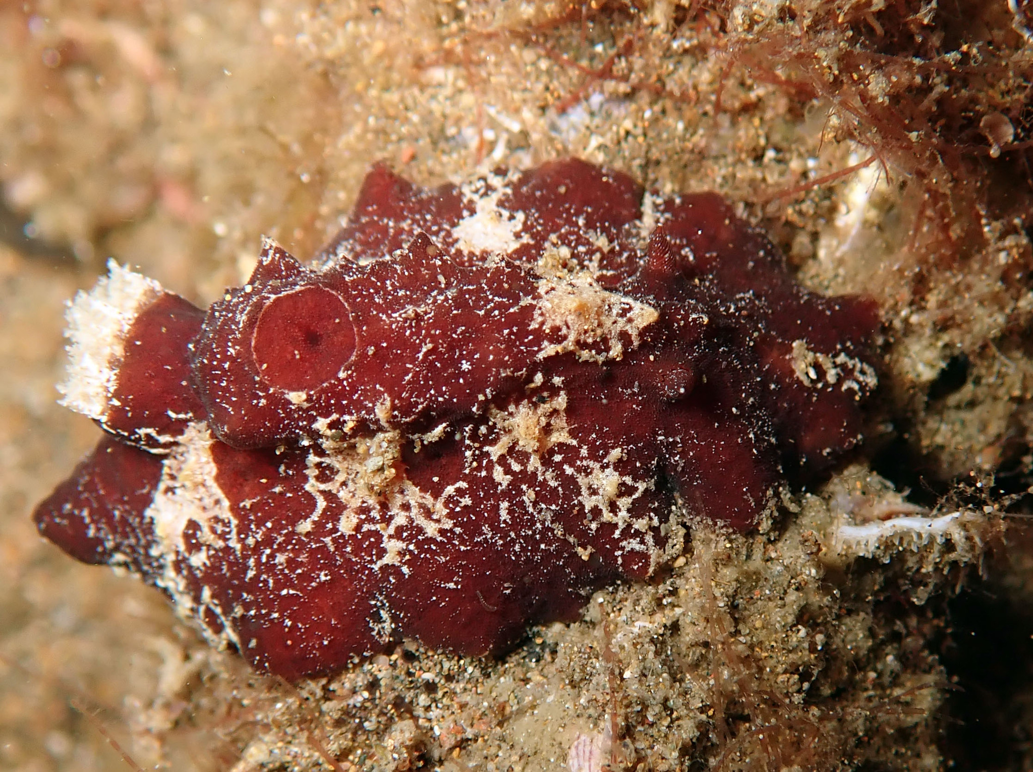 Sclerodoris tuberculata Eliot, 1904