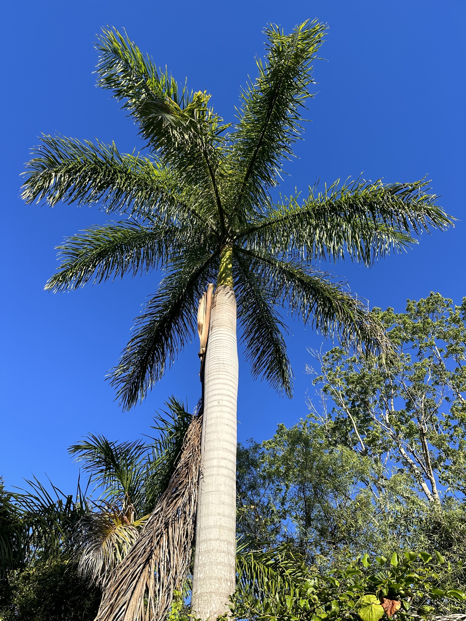 Roystonea regia (Kunth) O.F.Cook