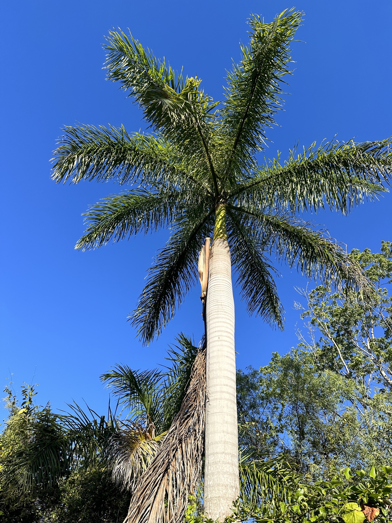 Roystonea regia (Kunth) O.F.Cook