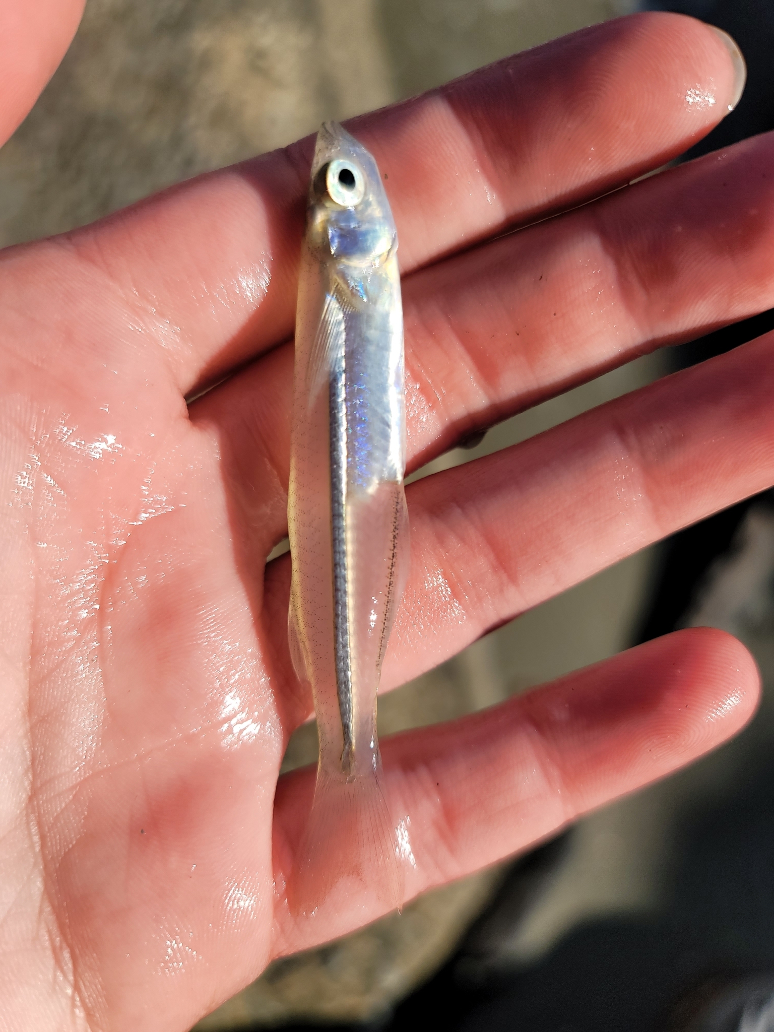 Menidia menidia (Linnaeus, 1766)