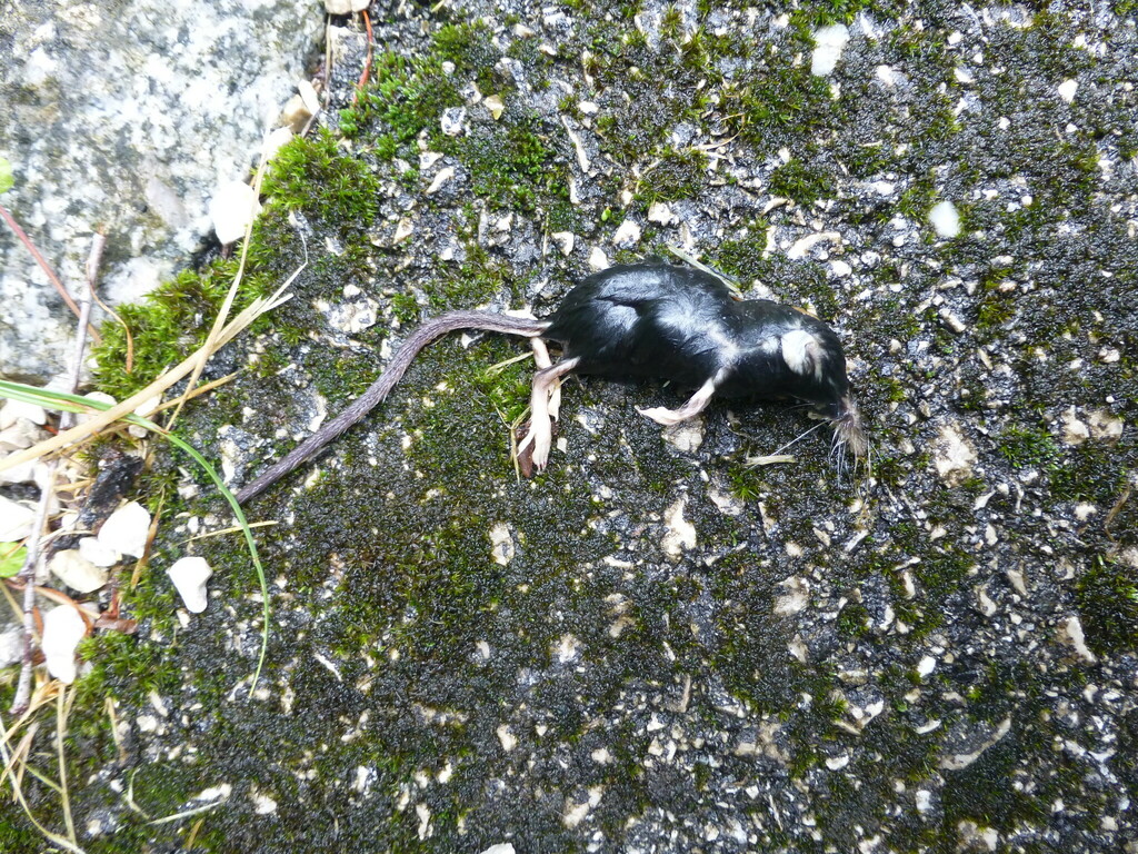 Alpine Shrew in July 2016 by kathinkadalseg · iNaturalist