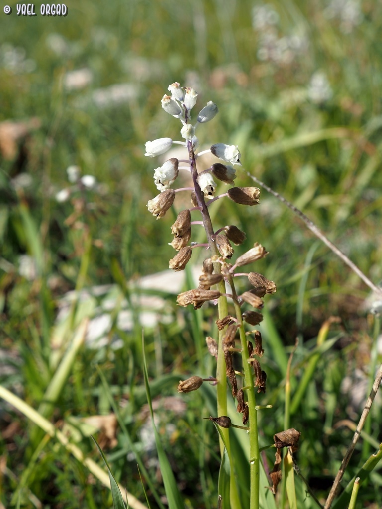 Bellevalia flexuosa Boiss.