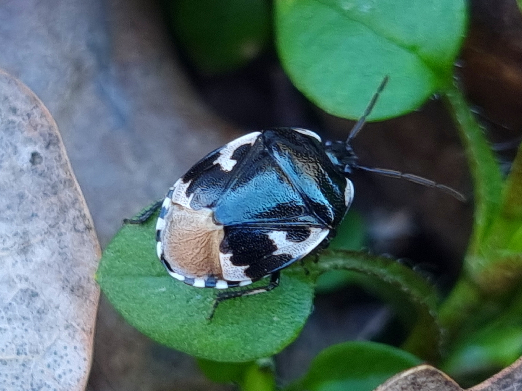 Cydnidae