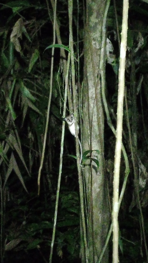 Bishop's Slender Opossum from 17100, Peru on February 19, 2023 at 08:41 ...