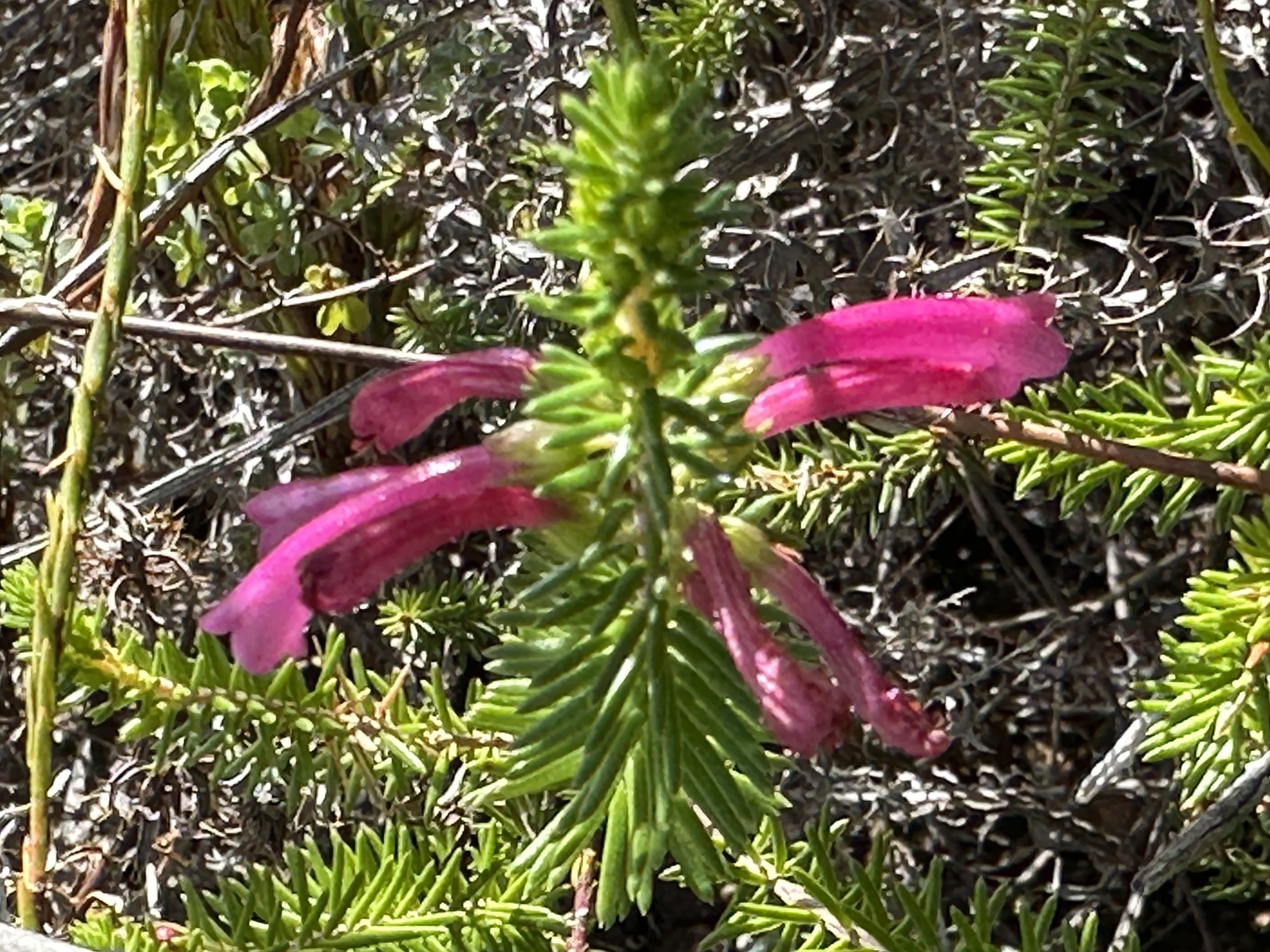 Erica abietina L.