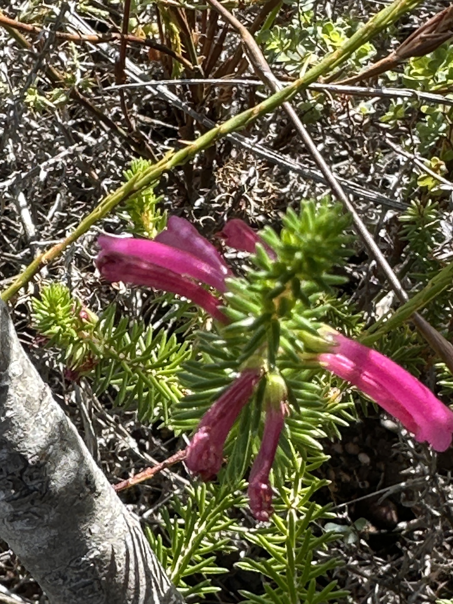 Erica abietina L.