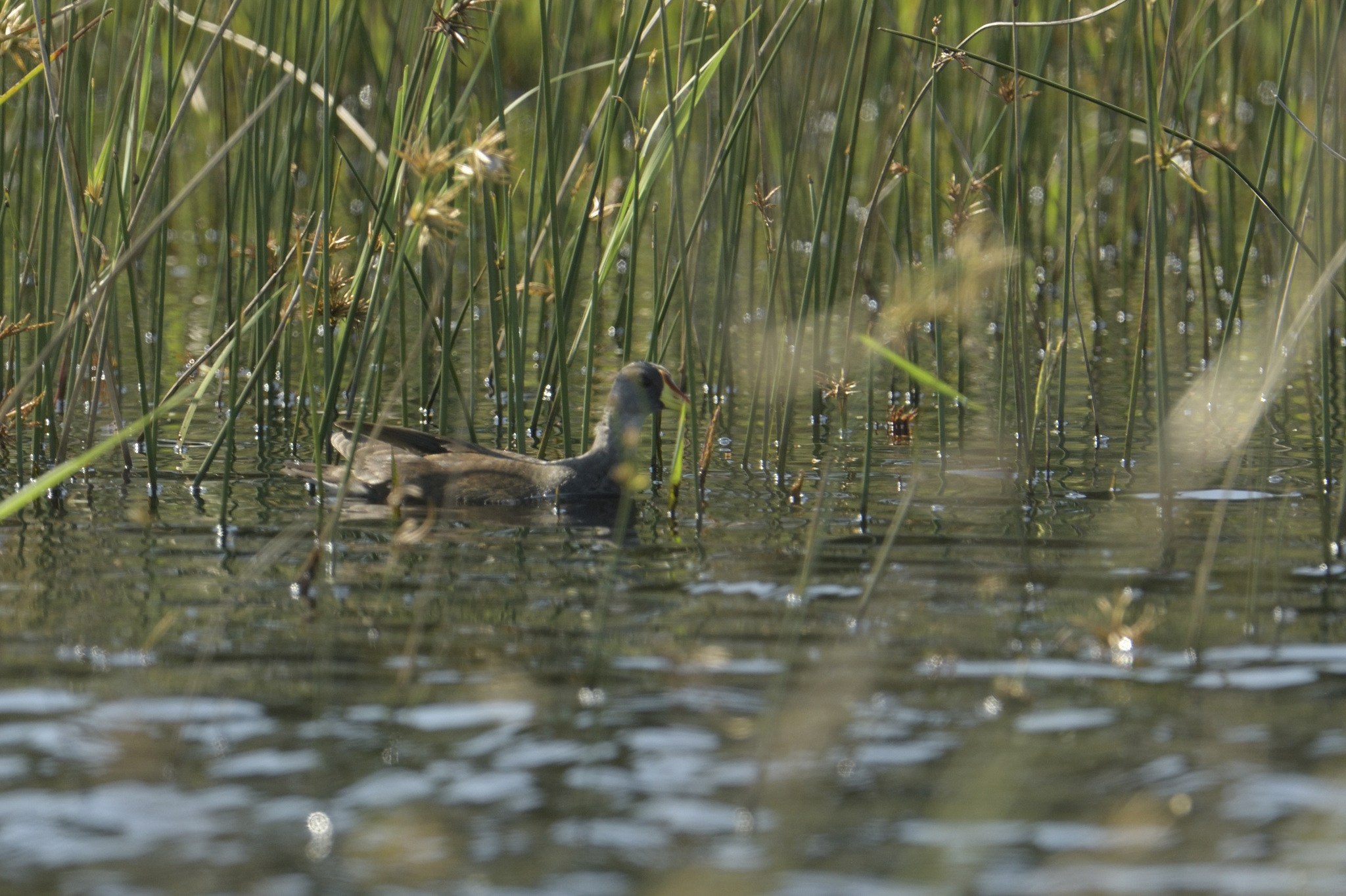 Gallinula angulata Sundevall, 1850
