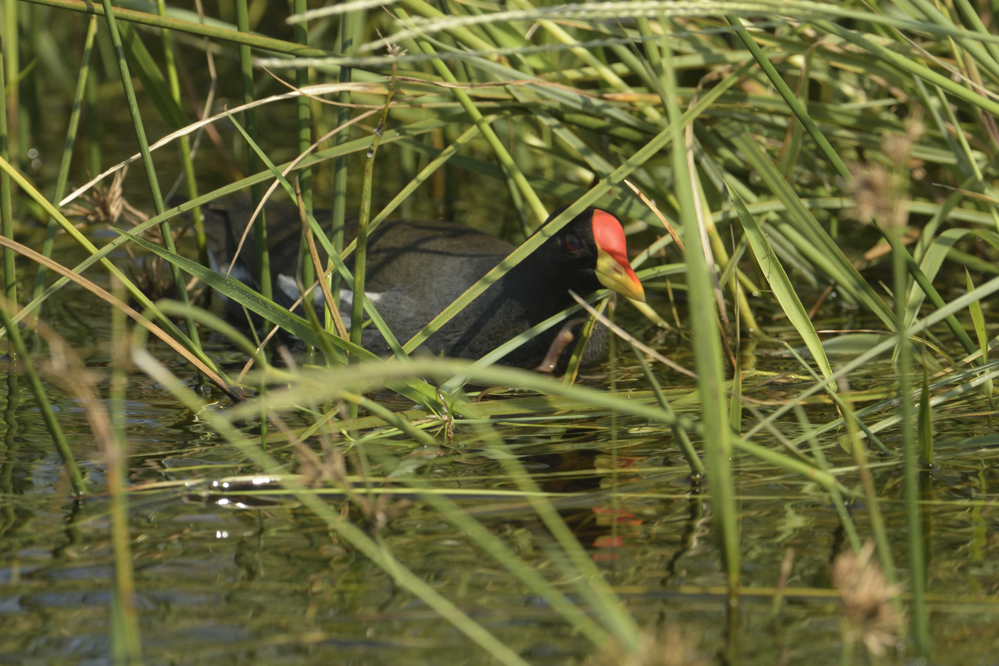 Gallinula angulata Sundevall, 1850