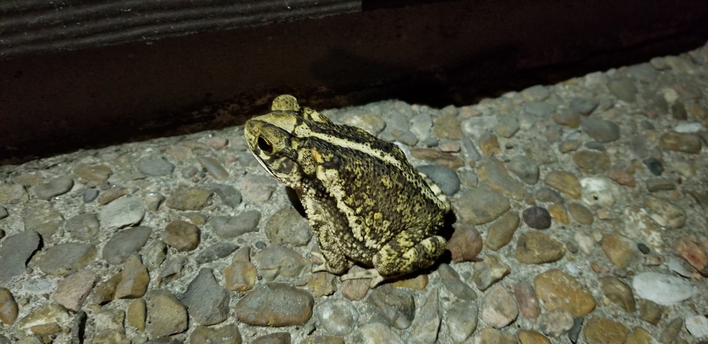 Gulf Coast Toad from 4203 W Alabama St, Houston, TX 77027, USA on ...