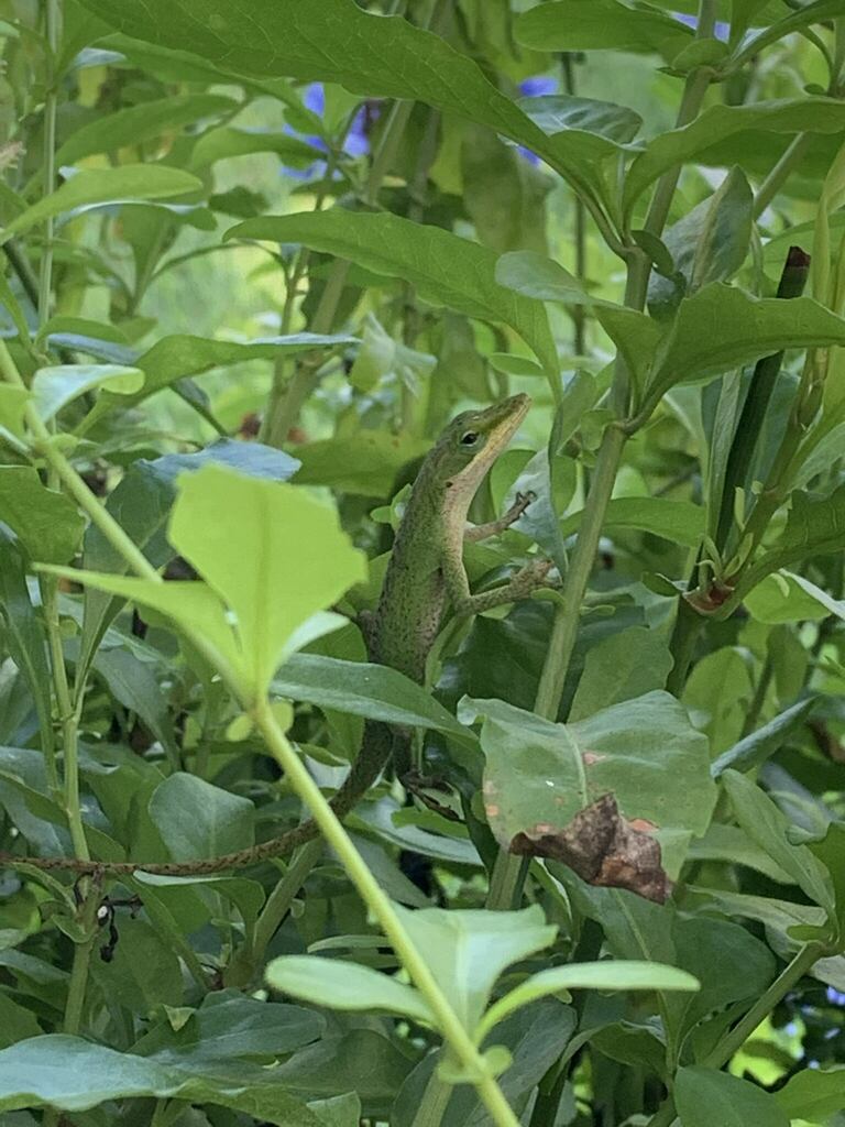 Green Anole from Mauna Loa, Hawaii 96785, USA on September 7, 2021 at ...