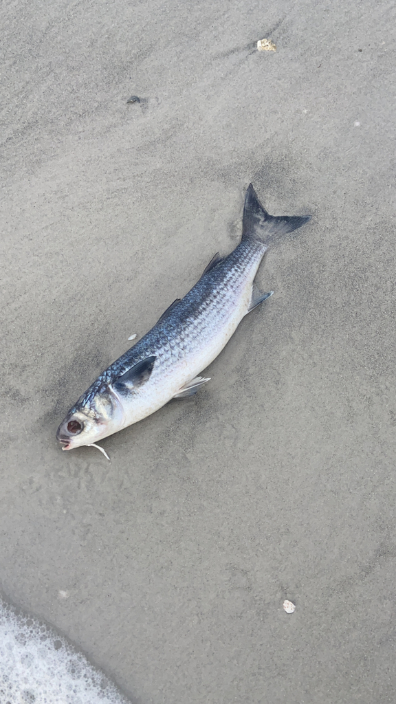 Sea Mullet from Redington Shores on December 16, 2022 at 04:36 PM by ...