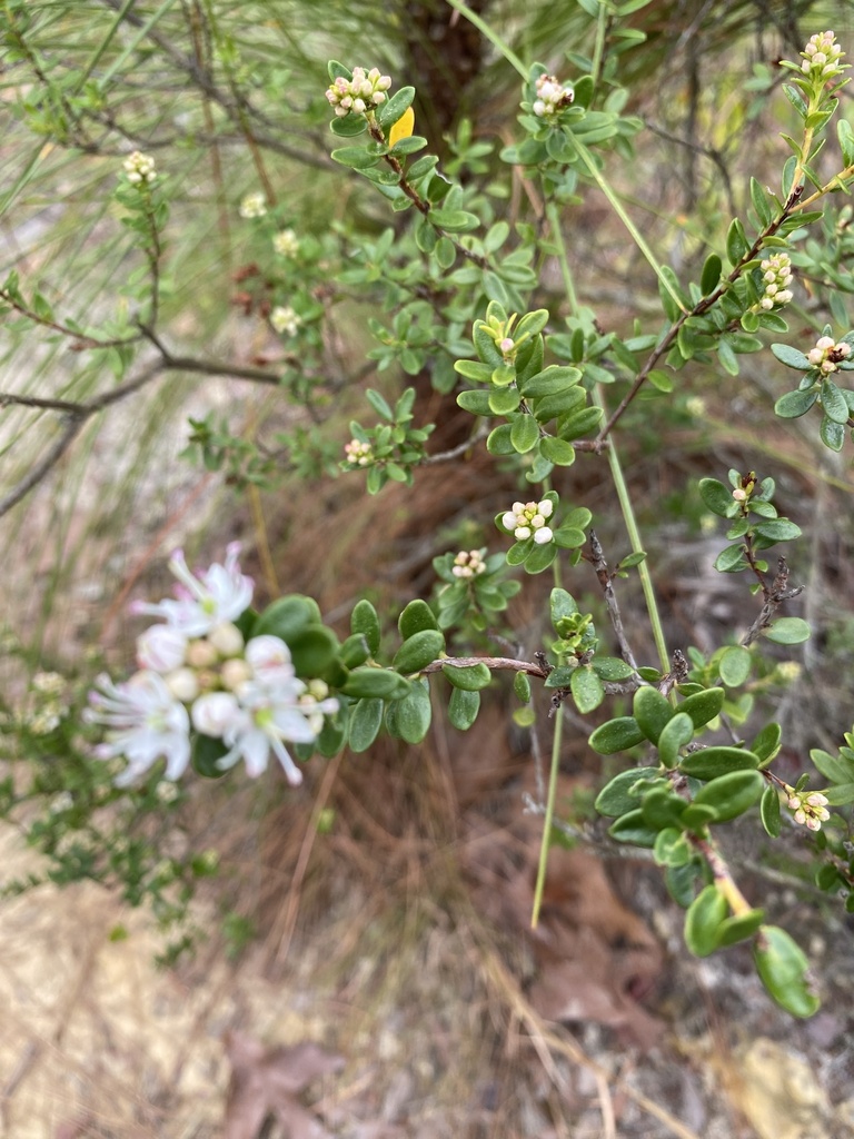 sand myrtle from West Metro, Lexington, SC, US on February 21, 2023 at ...
