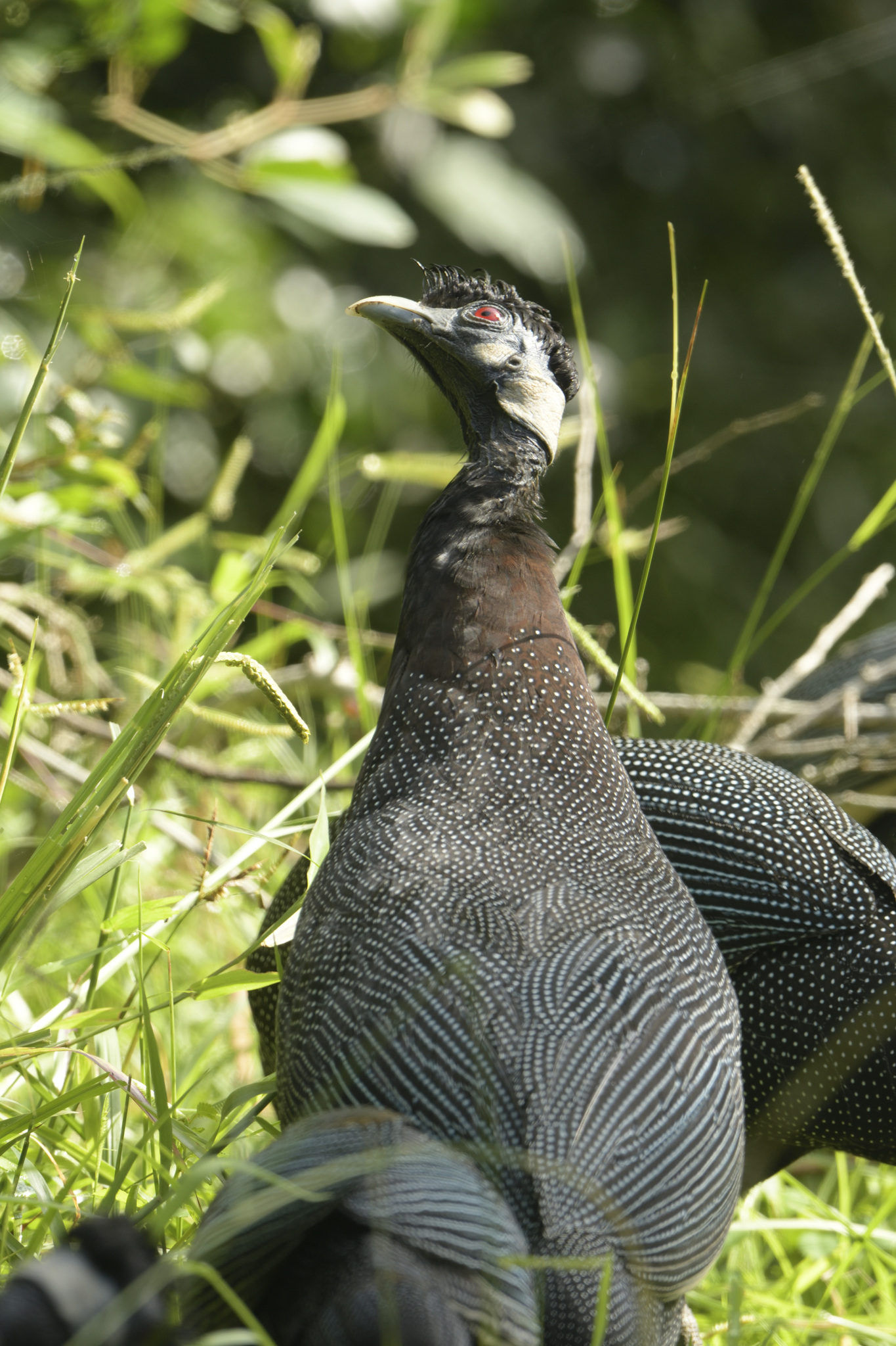 Guttera pucherani edouardi (Hartlaub, 1867)