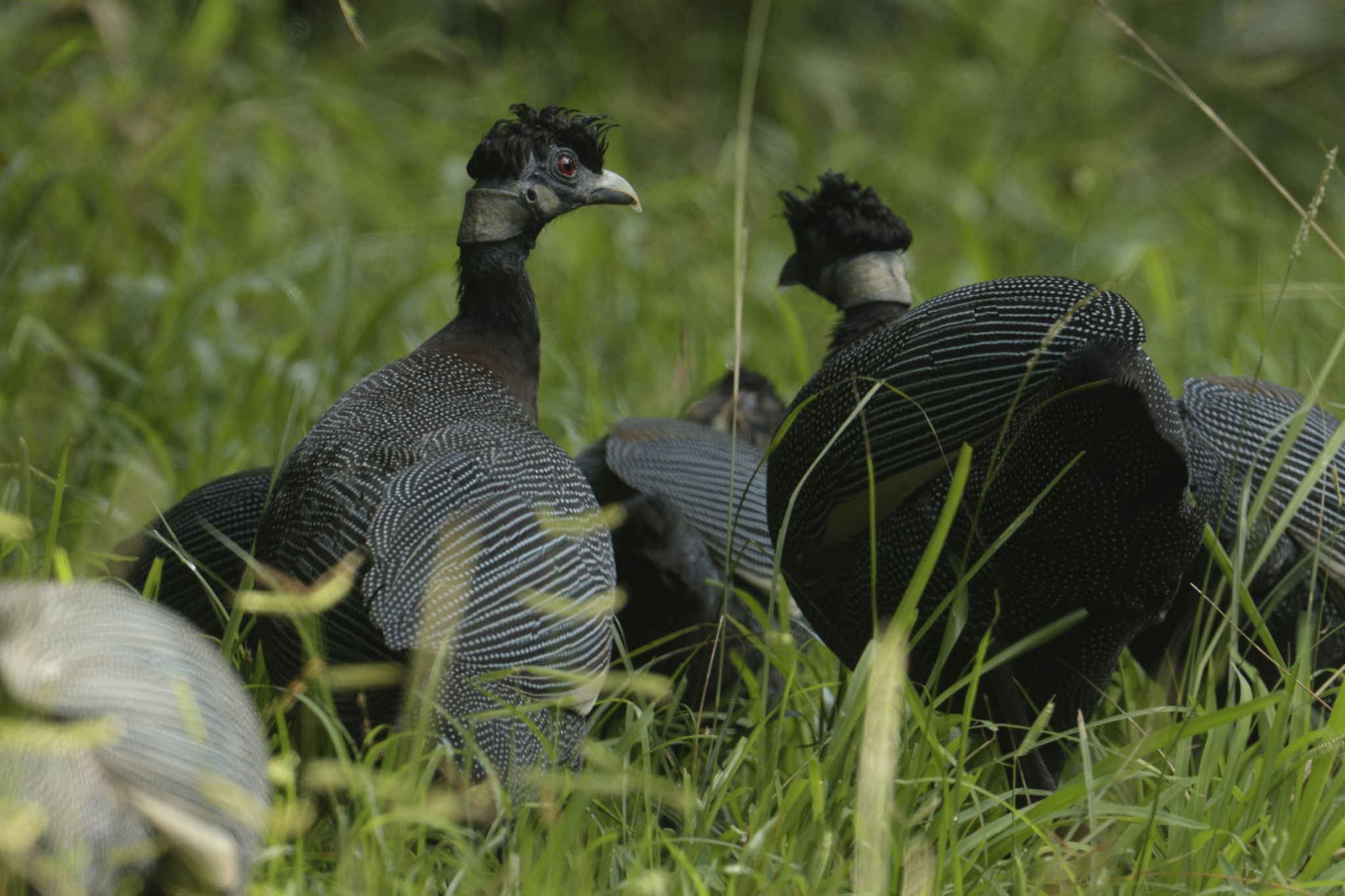 Guttera pucherani edouardi (Hartlaub, 1867)