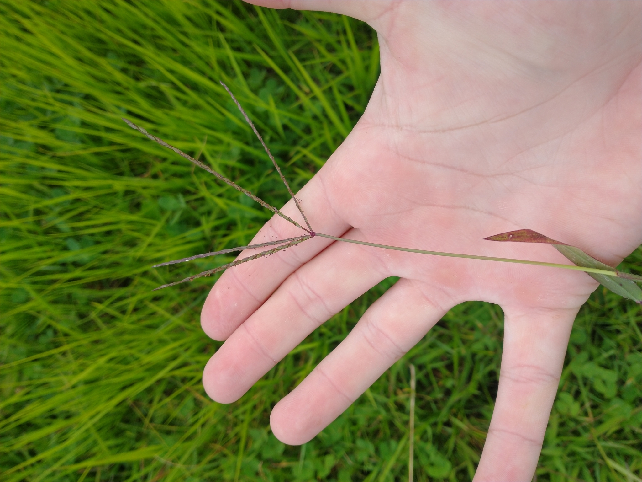 Digitaria sanguinalis (L.) Scop.
