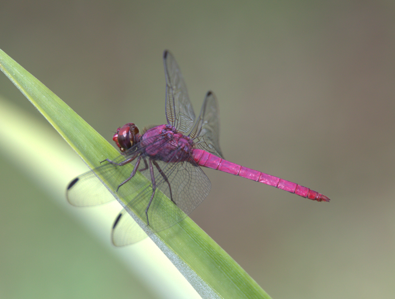 Tropical King Skimmers from Sainte-Luce, Martinique on November 3, 2022 ...