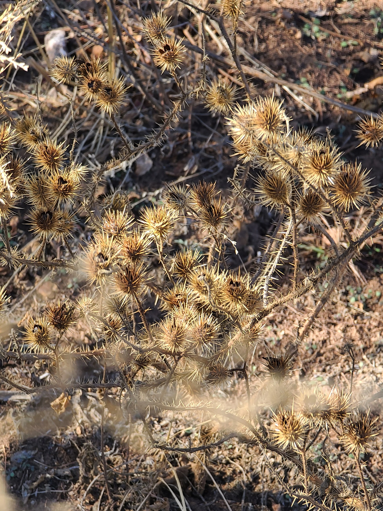 Solanum rostratum Dunal