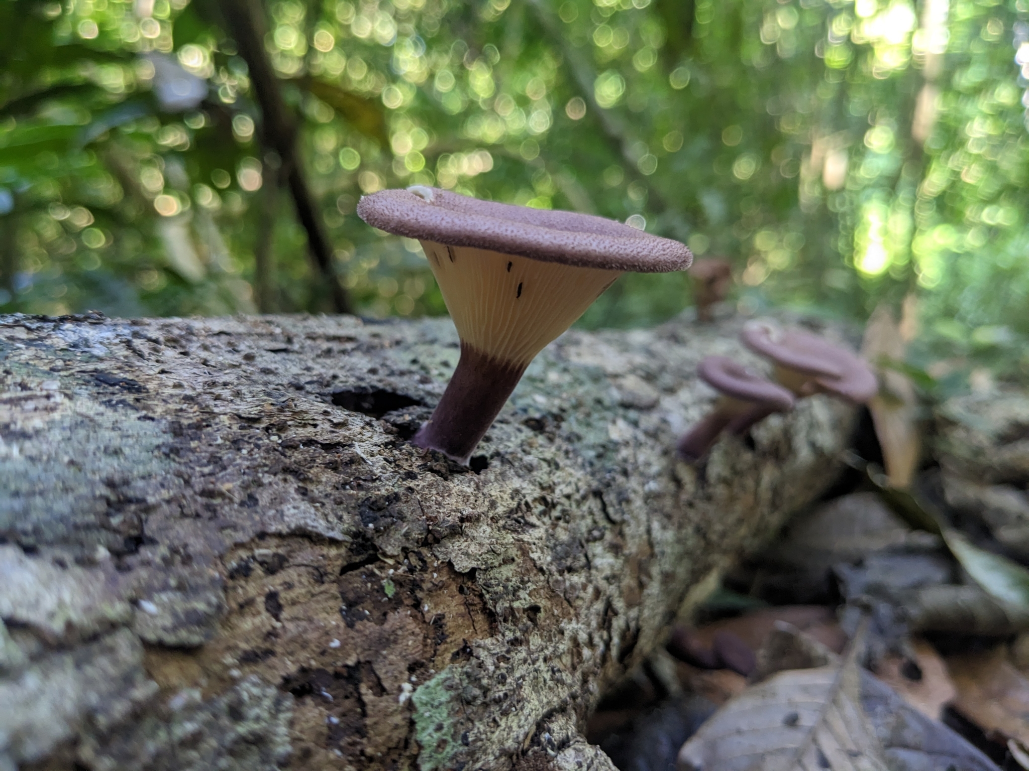 Panus strigellus (Berk.) Overh.