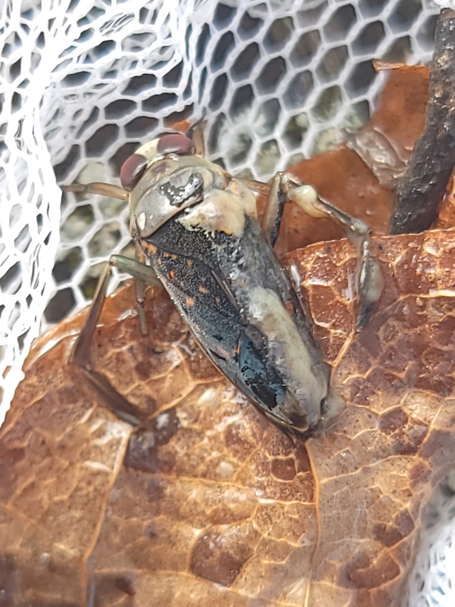 Notonecta irrorata Uhler, 1879