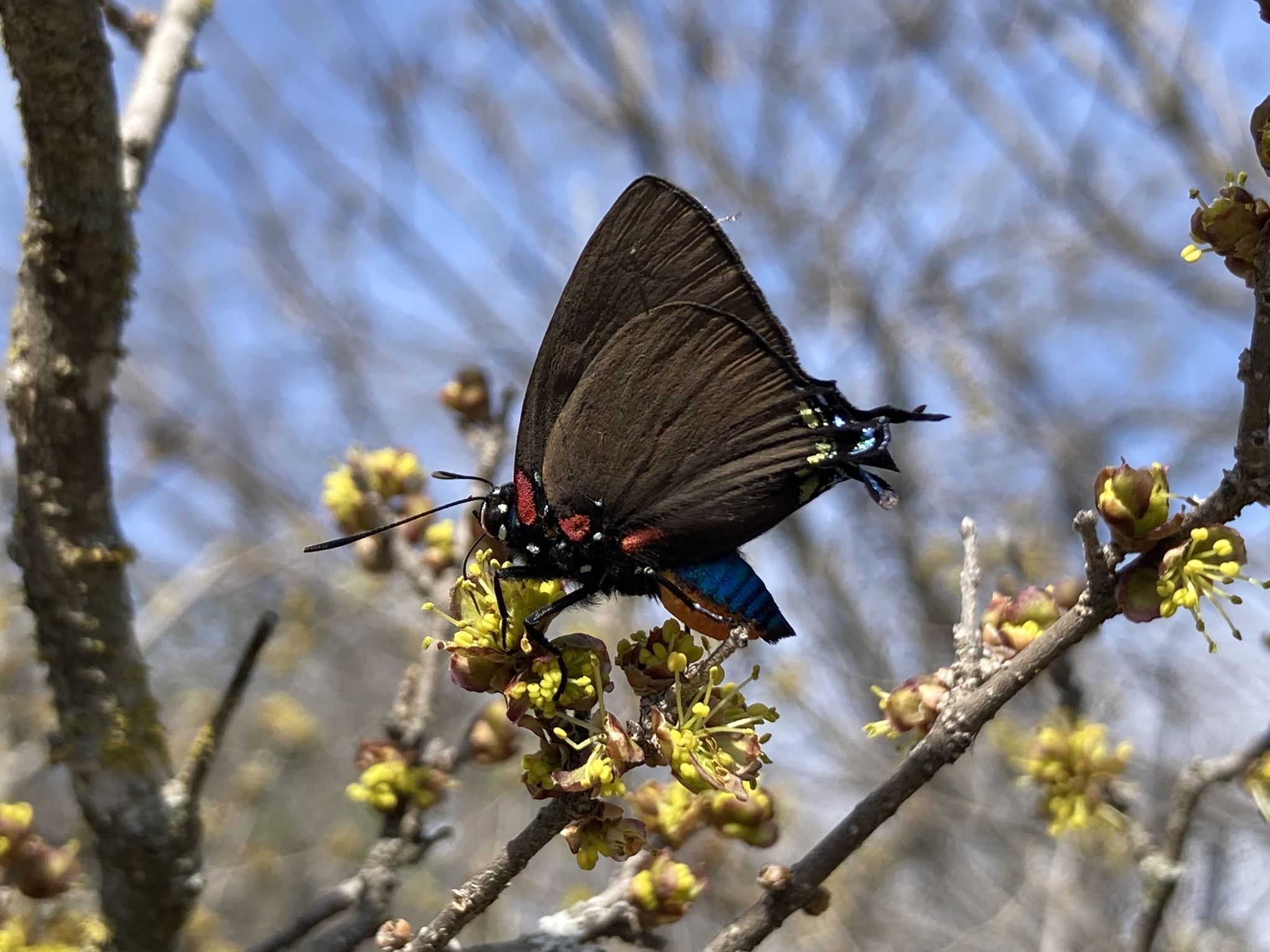 Atlides Hübner, 1819