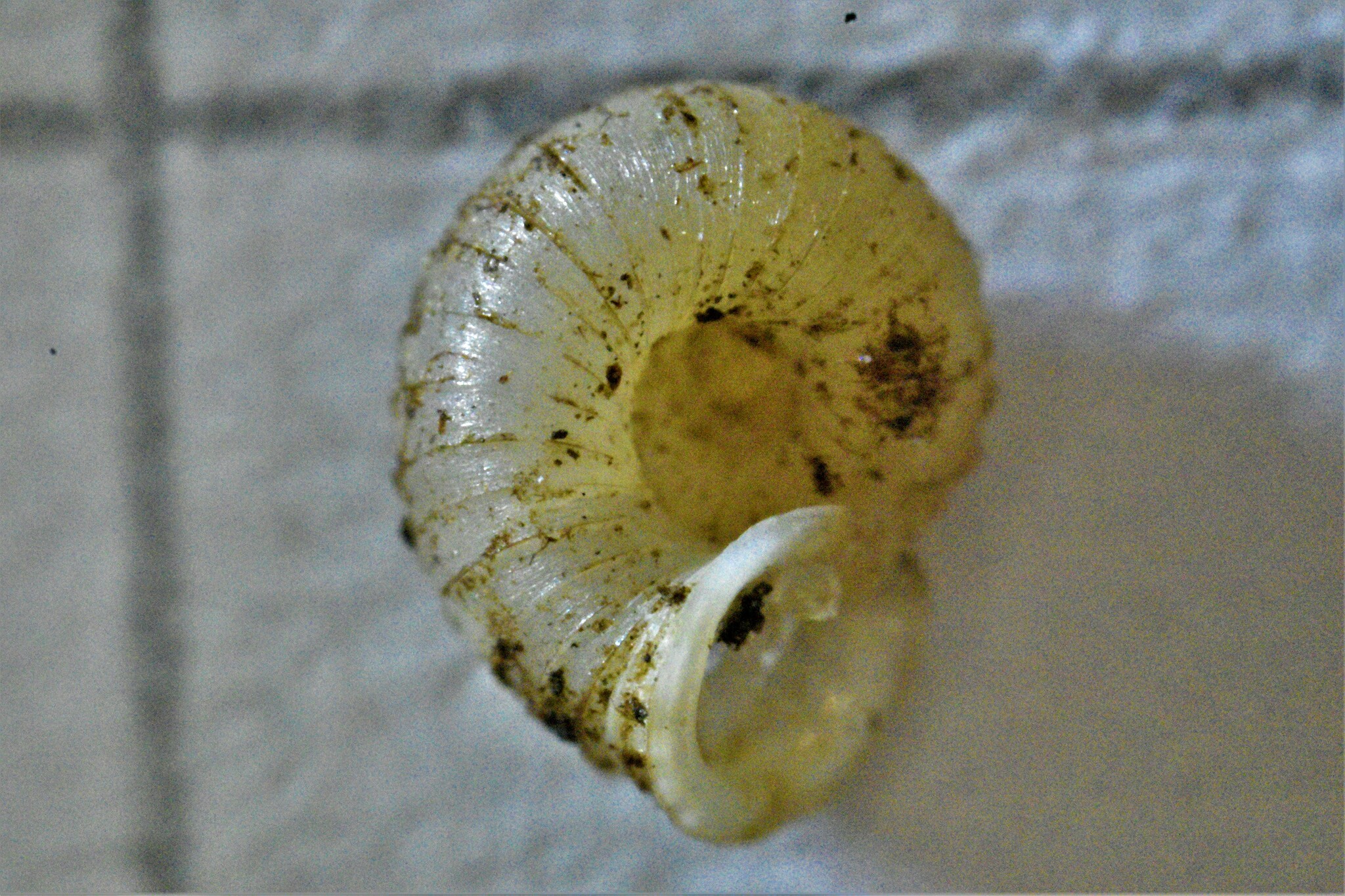 Valloniidae