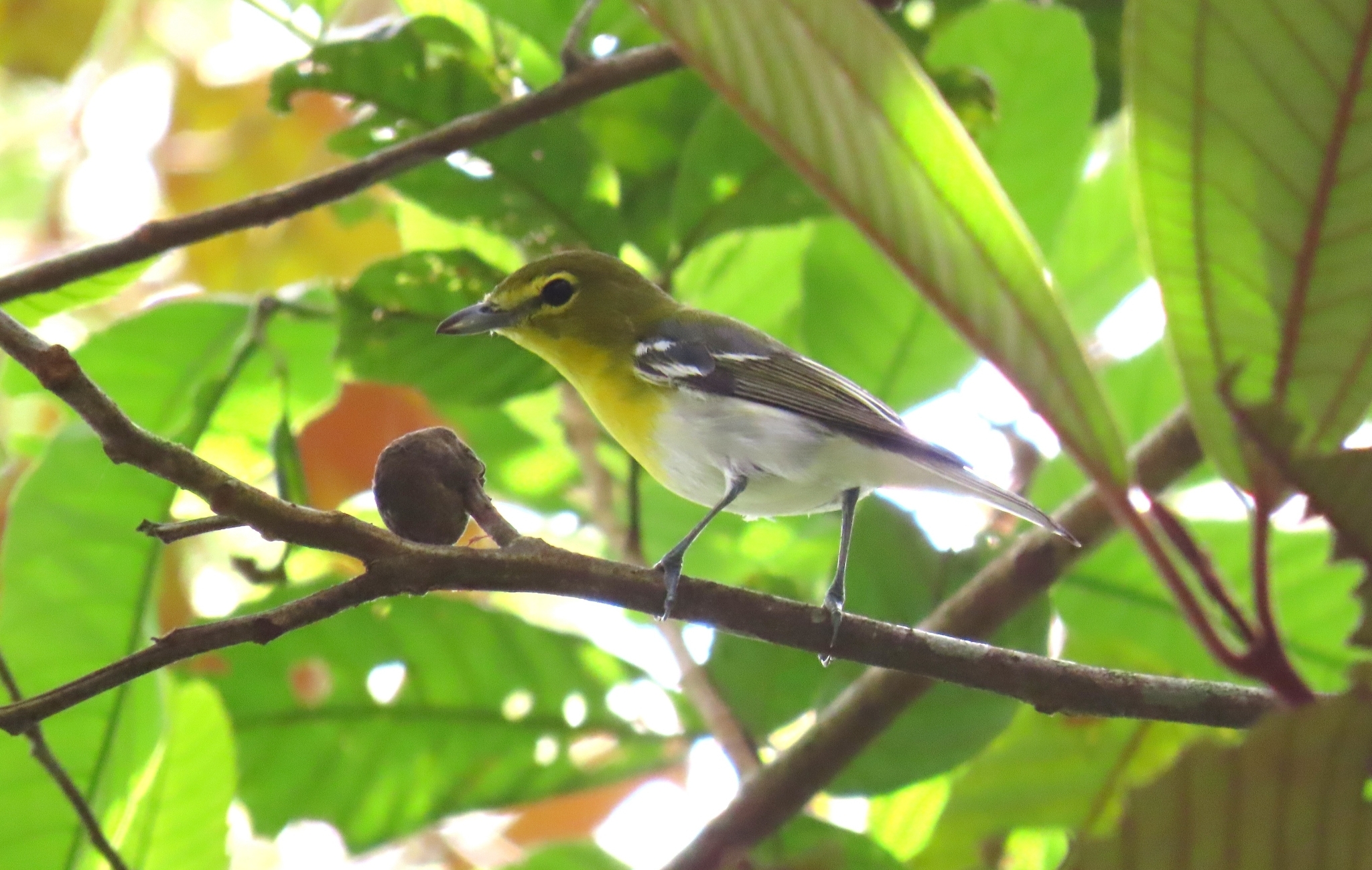 Vireo flavifrons Vieillot, 1808