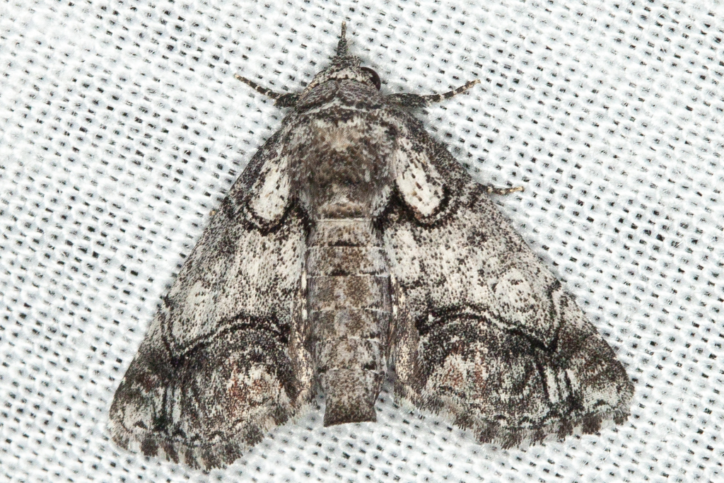 Large Paectes Moth from Juab County, UT, USA on July 25, 2022 at 09:35 ...