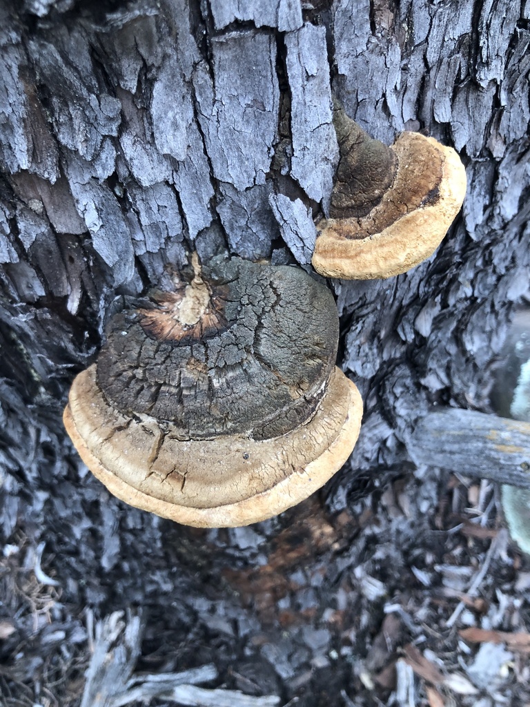 Fomitiporia cupressicola from Yavapai County, US-AZ, US on February 21 ...