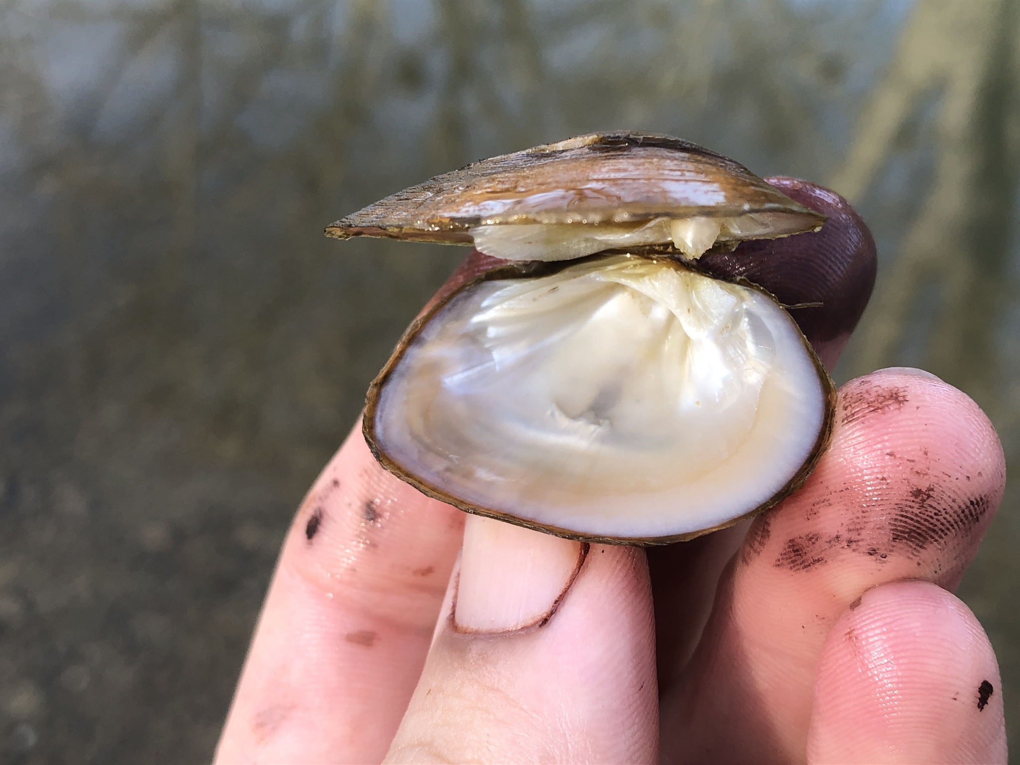 Fusconaia C.T.Simpson, 1900