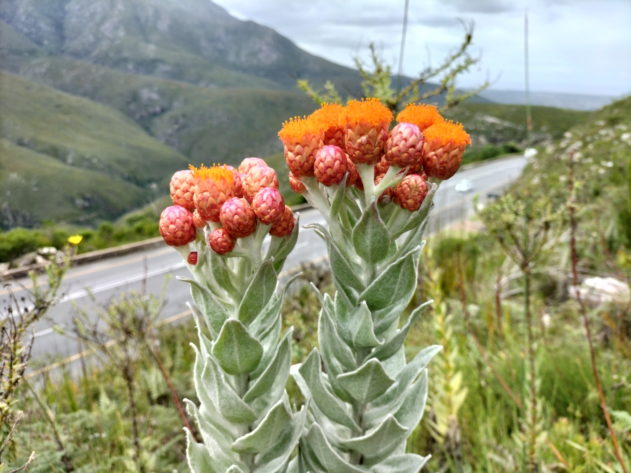 Syncarpha eximia (L.) B.Nord.
