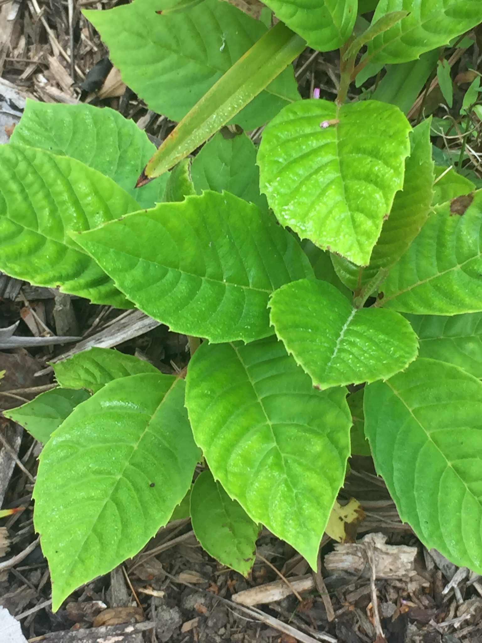Camptotheca acuminata Decne.