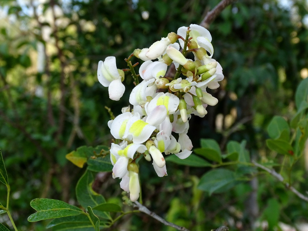 (Gliricidia maculata) - Botanical Realm