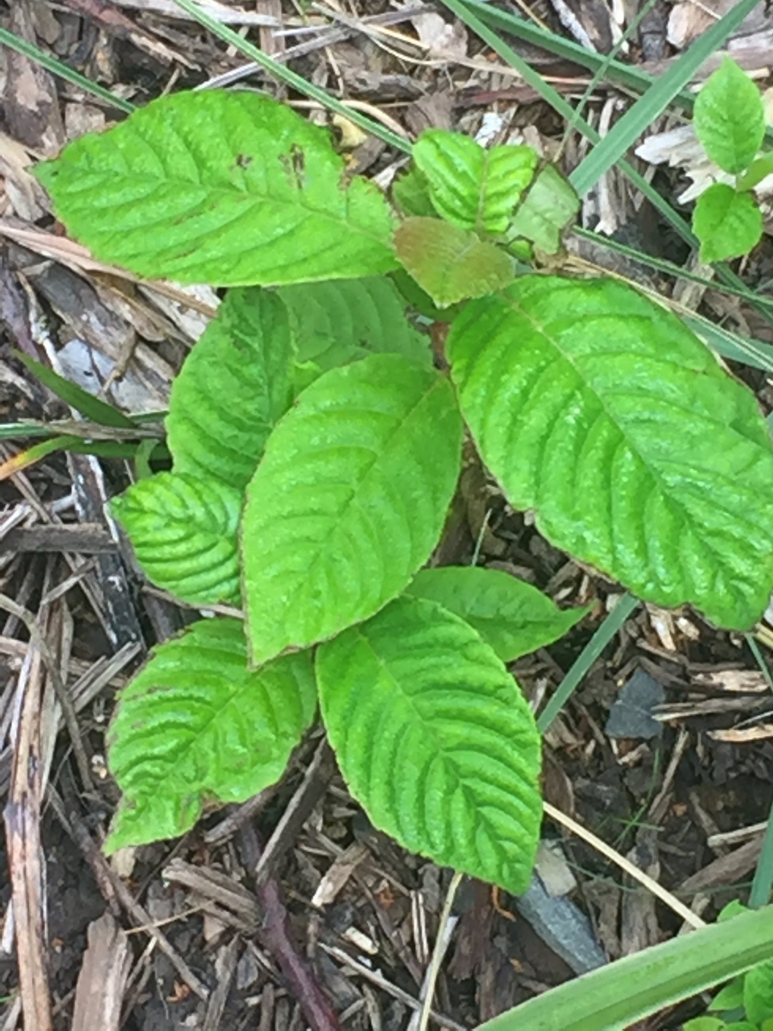 Camptotheca acuminata Decne.