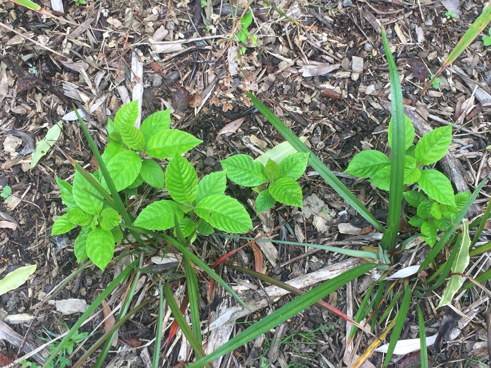 Camptotheca acuminata Decne.