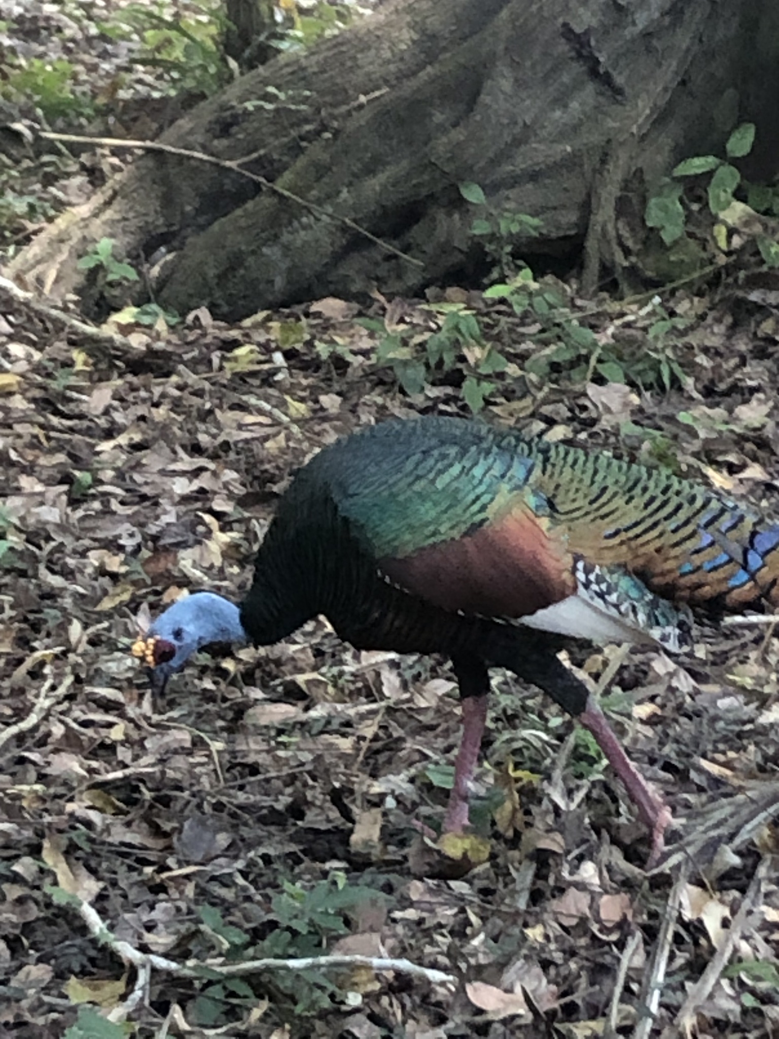 Meleagris ocellata Cuvier, 1820