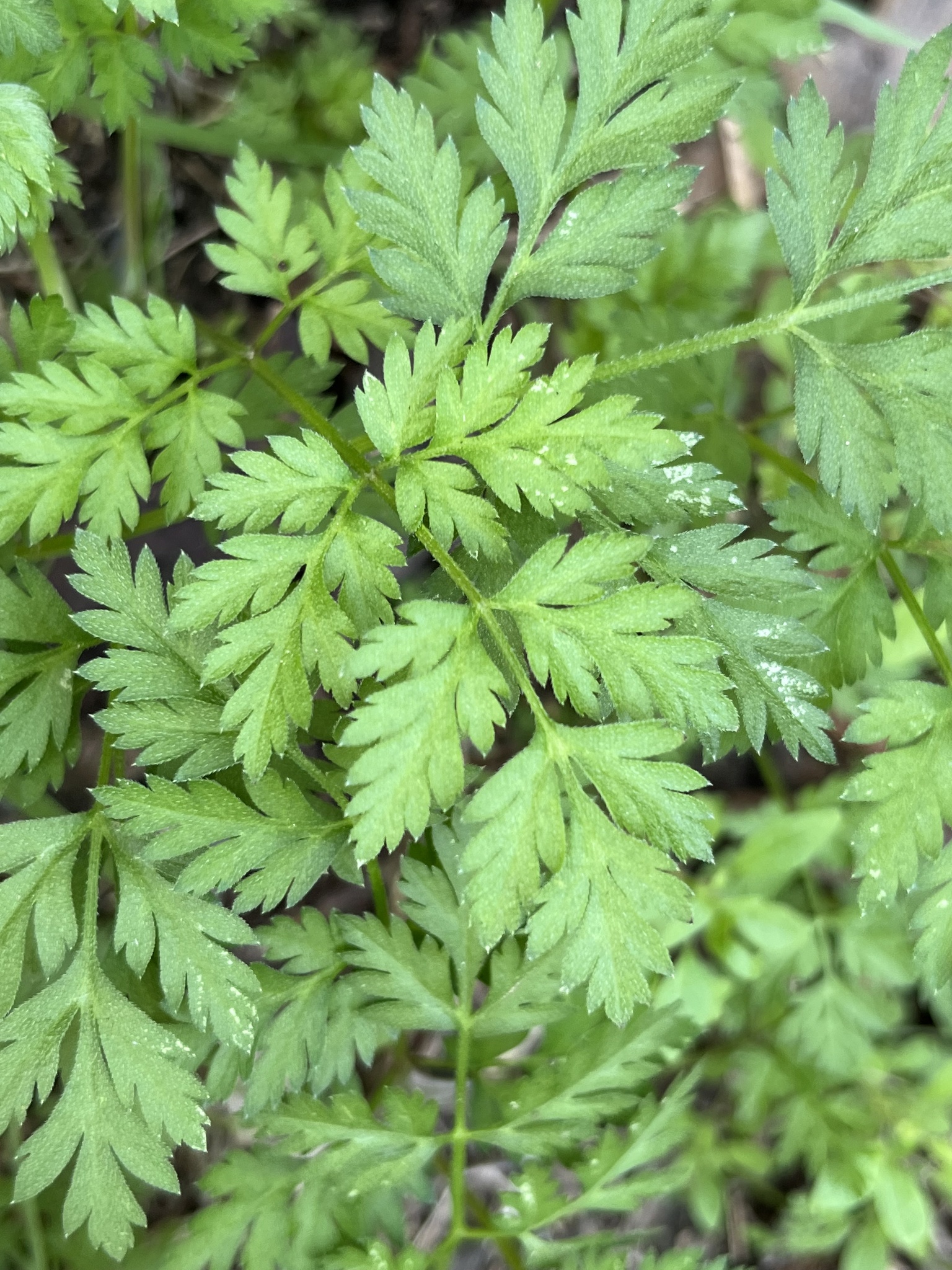 Torilis arvensis (Huds.) Link