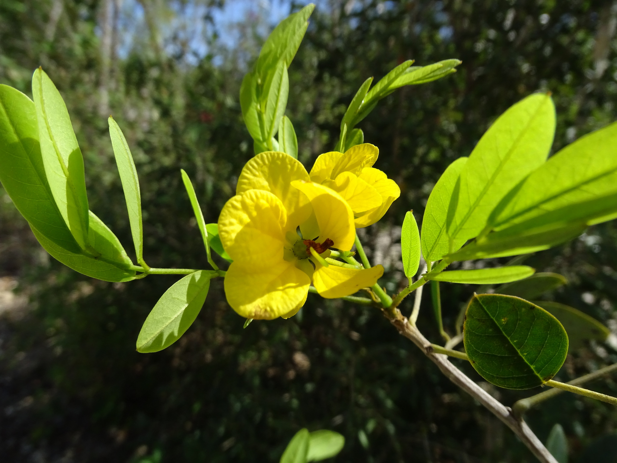 Senna atomaria (L.) H.S.Irwin & Barneby