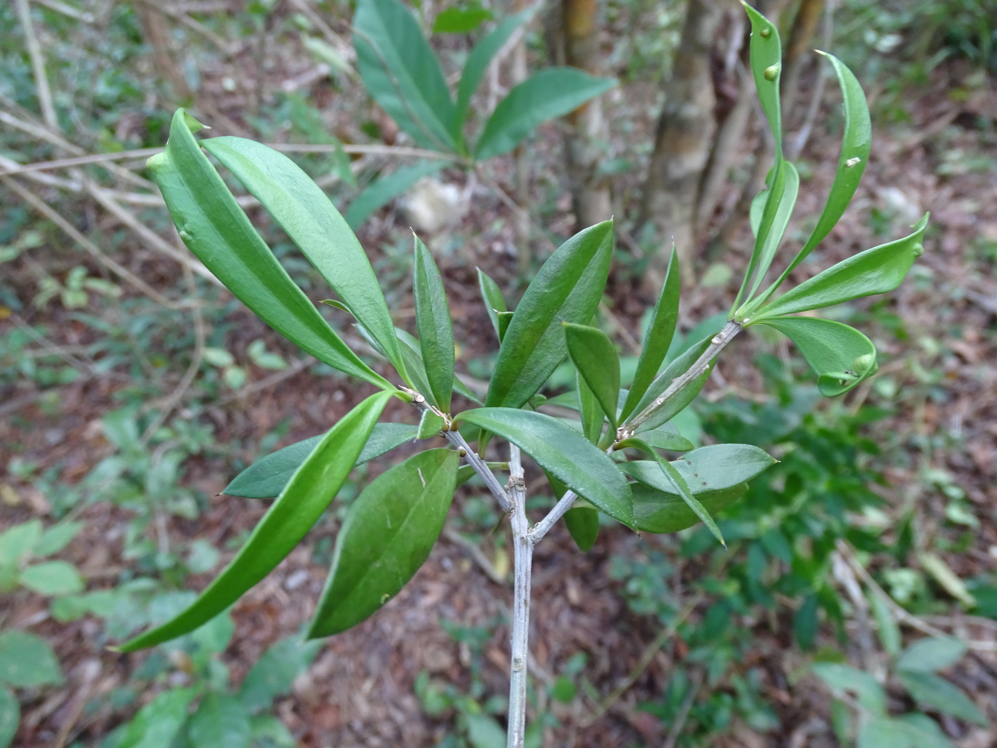 Bonellia macrocarpa (Cav.) B.Ståhl & Källersjö