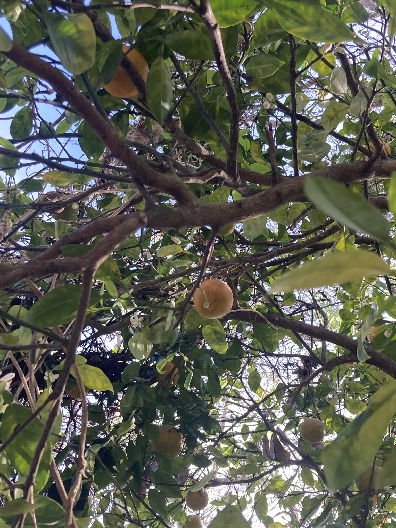 Citrus ×aurantium L.